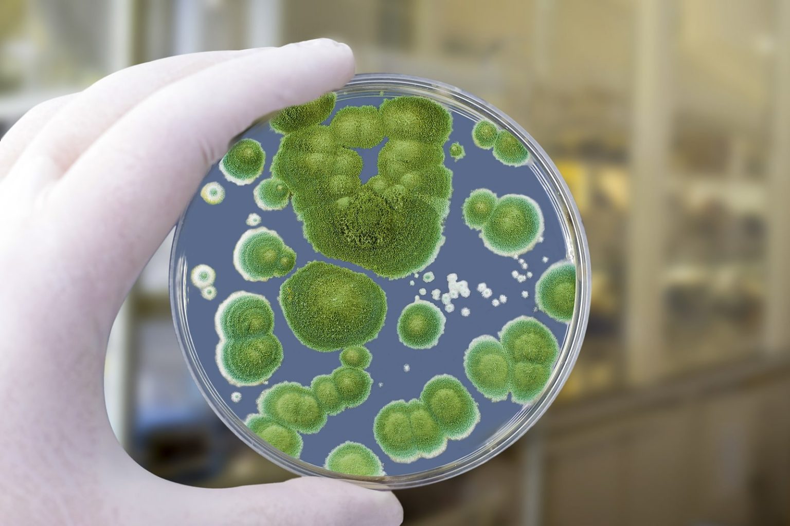 Amoxicillin Alternatives If You’re Allergic To Penicillin